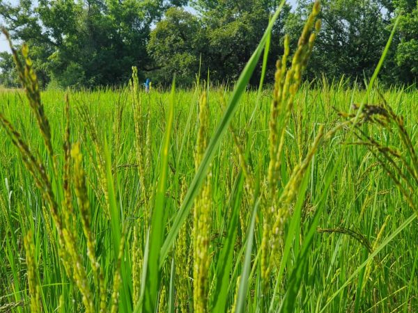 About ROOTS - Resilience of Organizations for Transformative ...