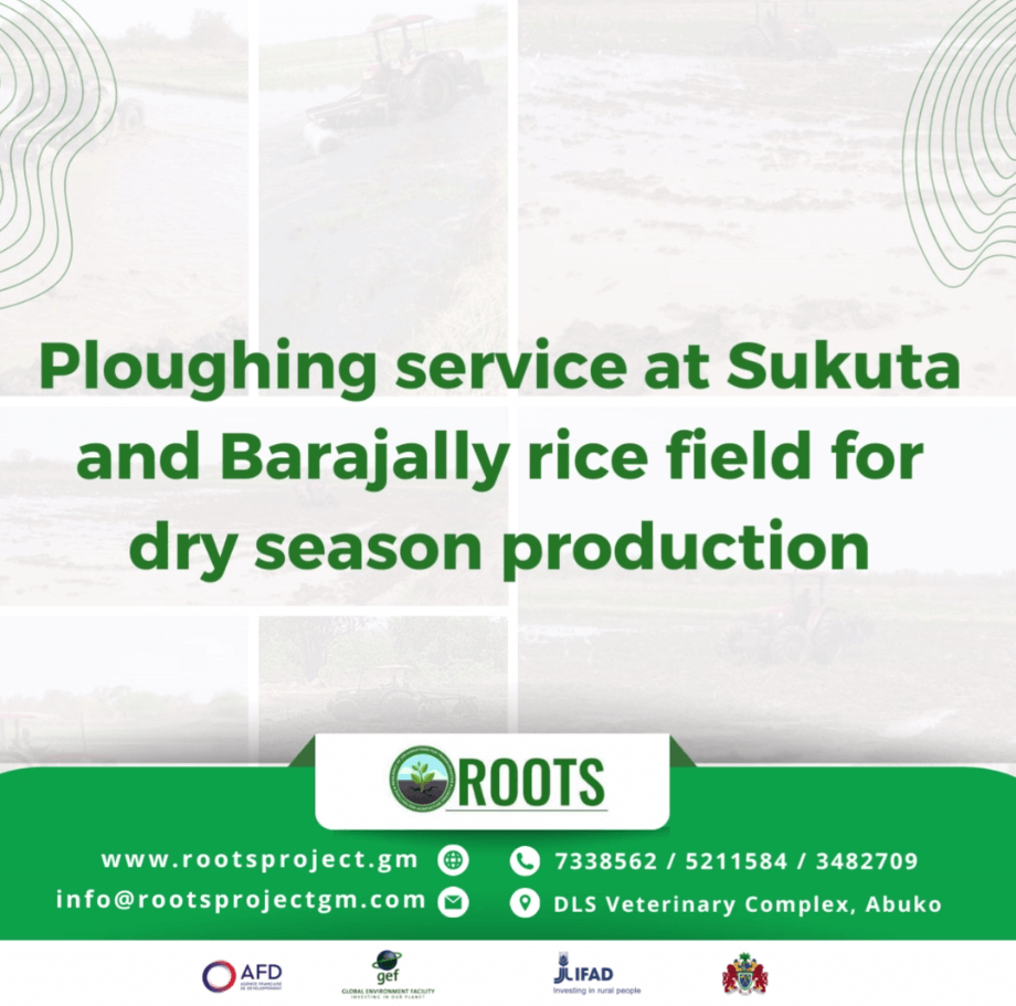 Improving Rice Production in The Gambia: The ROOTS Project Provides ...