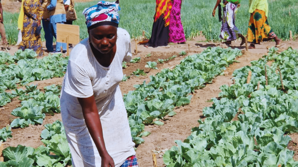 Home - Resilience of Organizations for Transformative Smallholder ...