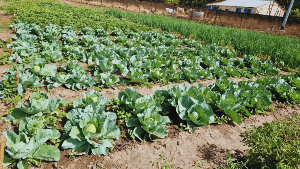 Home - Resilience of Organizations for Transformative Smallholder ...