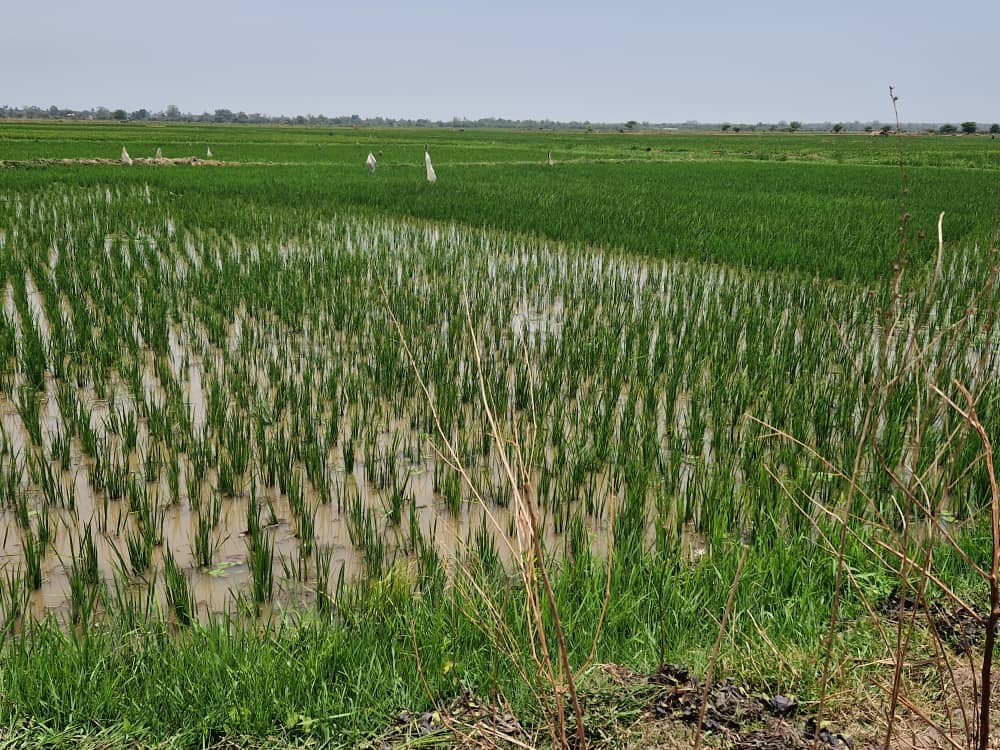 National Steering Committee of the ROOTS Project Conducts Field Visit ...