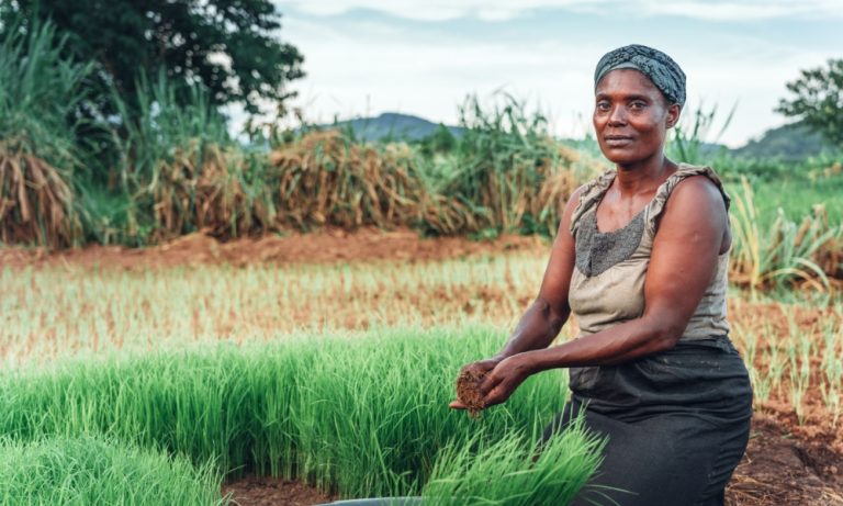 Agricultural Policies in The Gambia: Past, Present, and Future ...